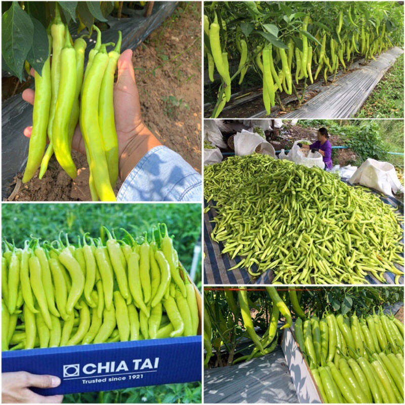 [ HG Mai Nguyễn] Hạt giống ớt trắng Mia F1- Ớt huế cây chuẩn giống nảy ...