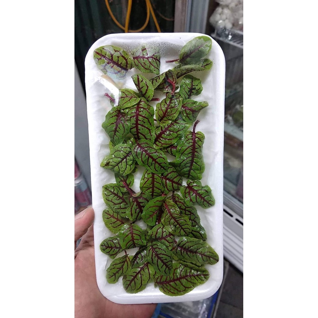 Fresh SORREL Lá nhút chua tươi sorrel, lá cây chút chít làm decor ...