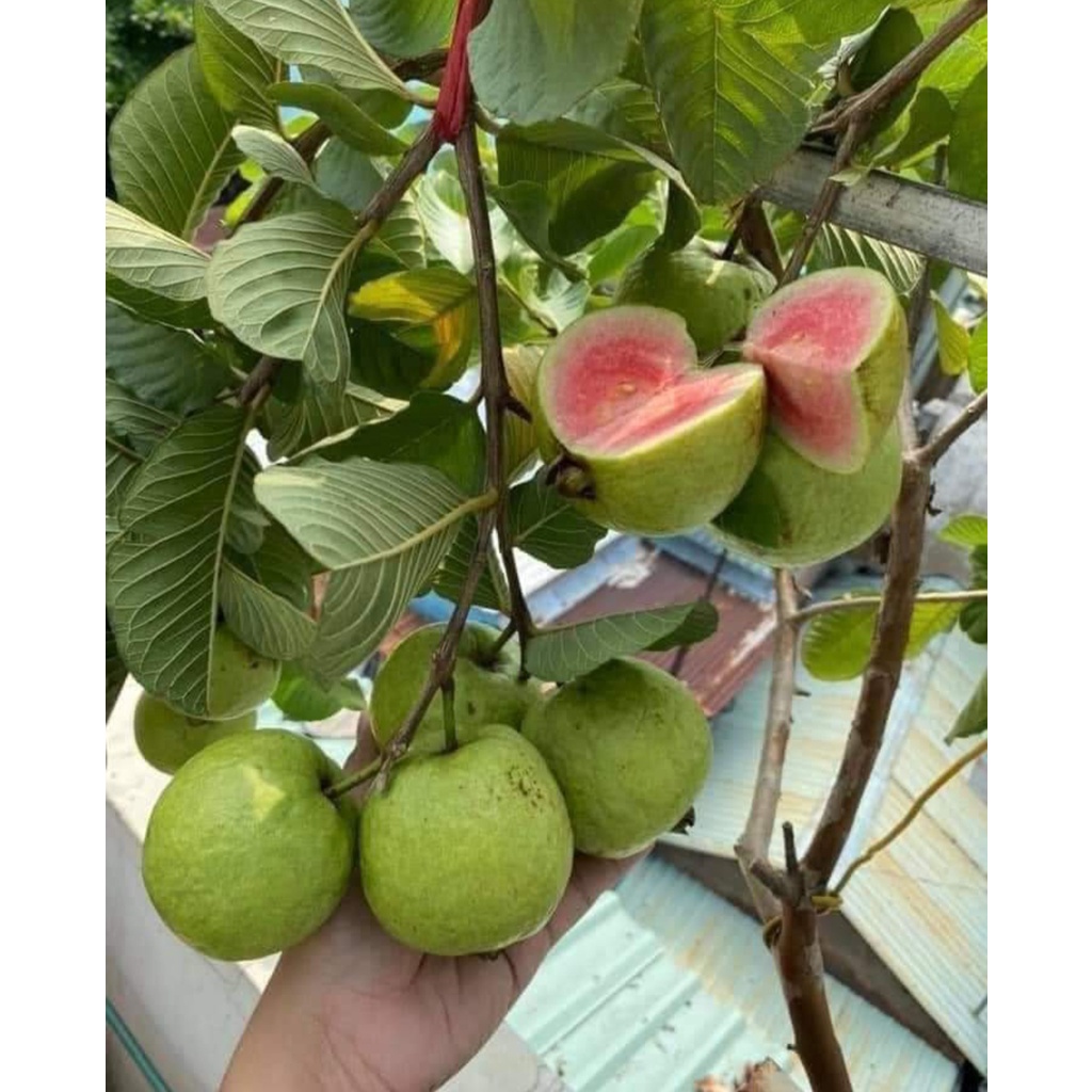 Cây Giống Ổi Ruby Ruột Đỏ | Shopee Việt Nam