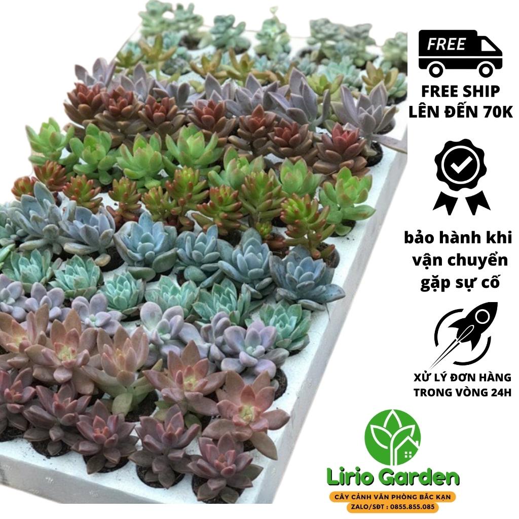 cây sen đá size nhỏ ( combo 10 cây gửi ngẫu nhiên ) | Shopee Việt Nam