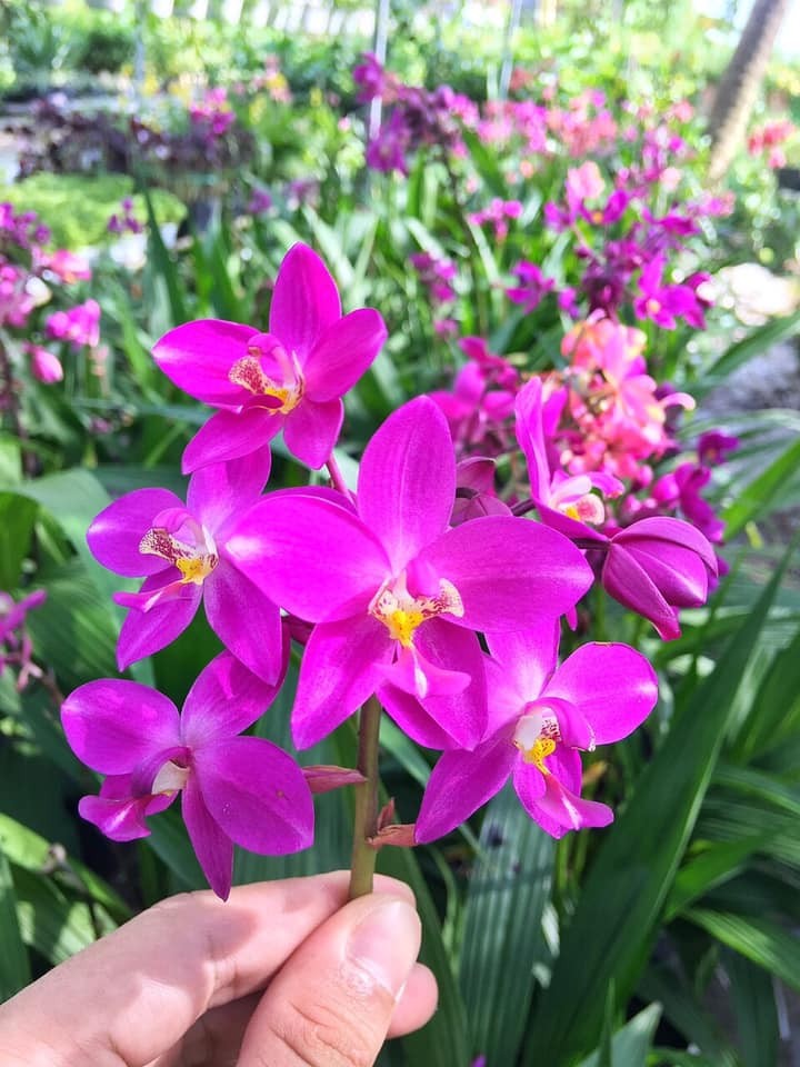CHẬU GIỐNG HOA ĐỊA LAN CHU ĐỈNH HỒNG TÍM (ĐỊA LAN CHU ĐINH MÀU HỒNG TÍM ...