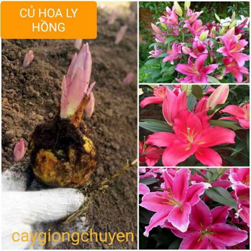 COMBO 10 CỦ HOA LY CAO MÀU HỒNG HOA THƠM | Shopee Việt Nam