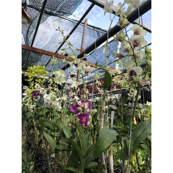 Combo 5 chậu Lan Denro đủ màu như hình | Shopee Việt Nam