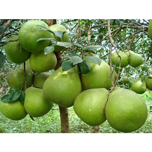 Cây giống Bưởi Năm Roi ( 5 roi ) [ RẺ HƠN HOÀN TIỀN ] | Shopee Việt Nam