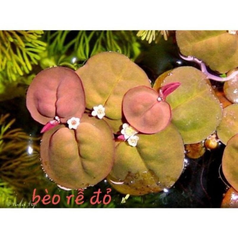 Ấu Thái - Bèo Rễ Đỏ Và Các Loại Bèo Khác – Phụ Kiện Trang Trí Mặt Hồ Cá ...