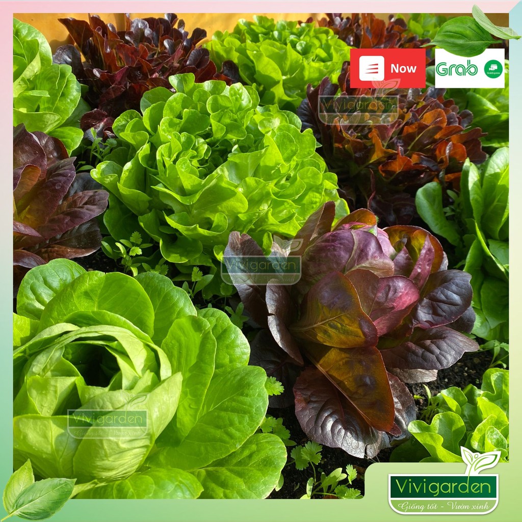 Combo lẻ hạt giống rau xà lách Salanova Mix 4 giống dòng xà lách ngon ...