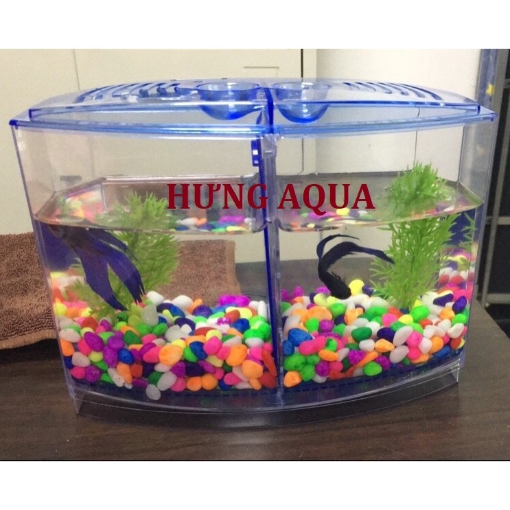 Bể cá mini siêu trong, bể nuôi cá betta, cá chọi có vách chia ngăn, 2 ...