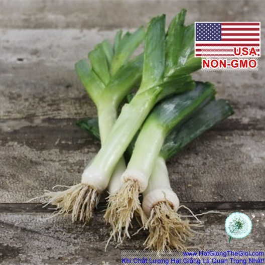 1Gr Hạt Giống Tỏi Tây Hành Baro Boaro USA Siêu Ngon (B3.405| C24*W21 ...