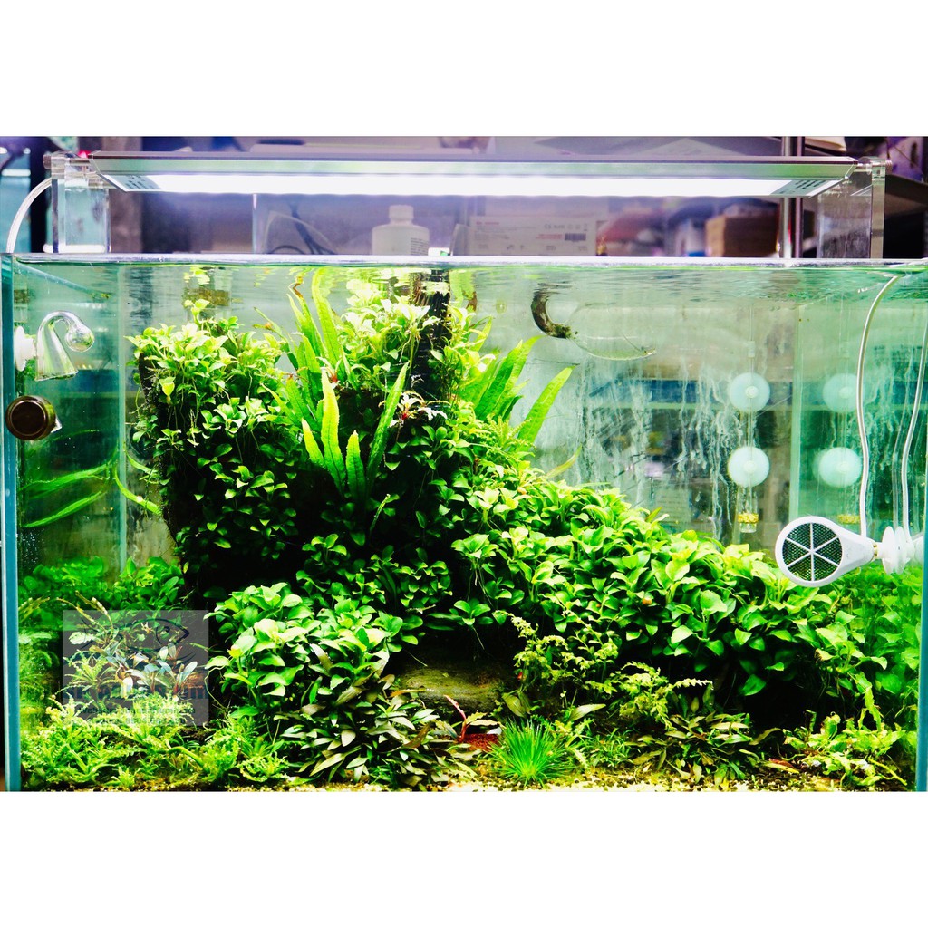 ĐÈN WEEK AQUA M900 PRO cho bể thủy sinh, bể cá cảnh | Shopee Việt Nam