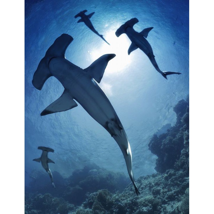 Mô hình giấy _ Cá mập búa | Shopee Việt Nam