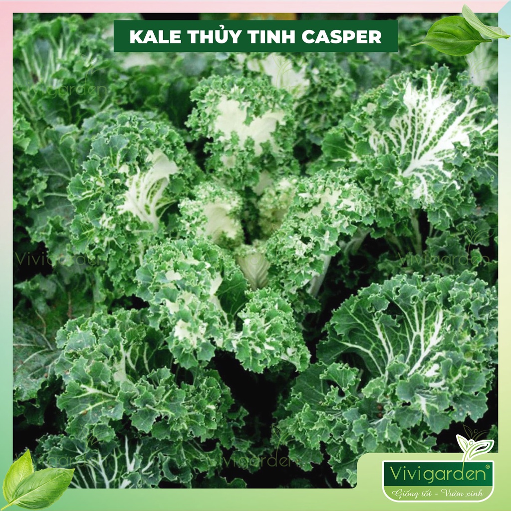 Combo hạt giống cải Kale Thủy Tinh Casper giòn ngọt, đẹp mắt, có thể ...