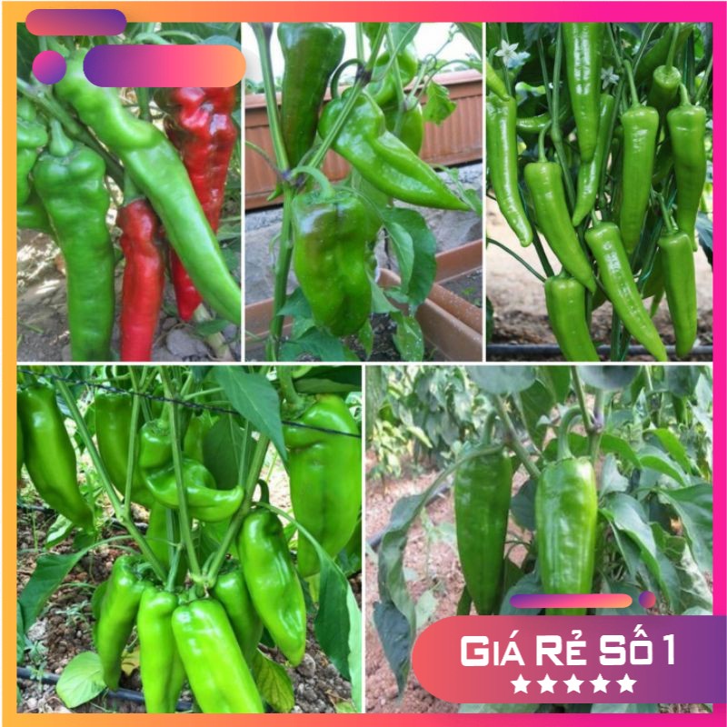 [ Siêu Hạt Giống ] (100 hạt) Hạt giống ớt sừng trâu | Shopee Việt Nam