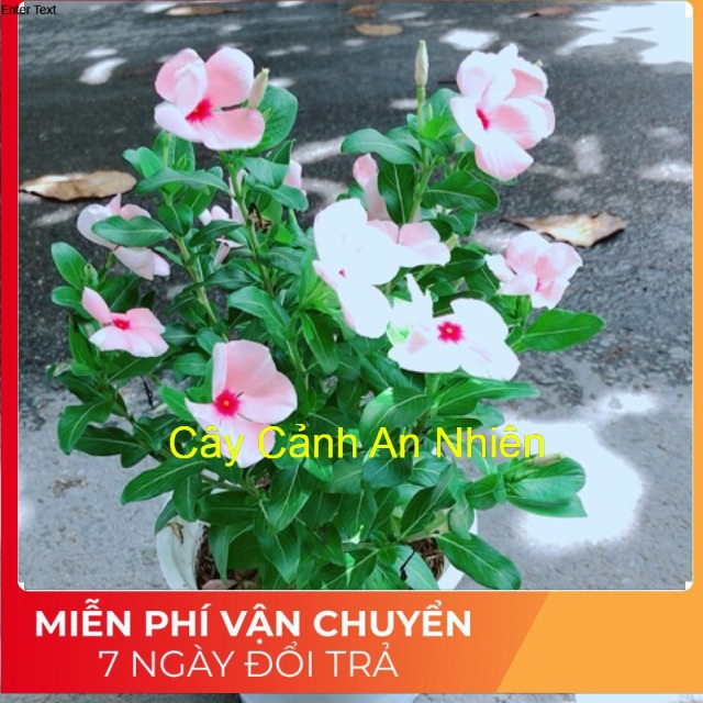 Hoa Dừa Cạn Màu Hồng (có sẵn hoa) | Shopee Việt Nam