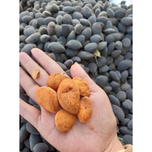 Say Nhung Rừng (1kg) quả to bột nhiều, ít hư | Shopee Việt Nam
