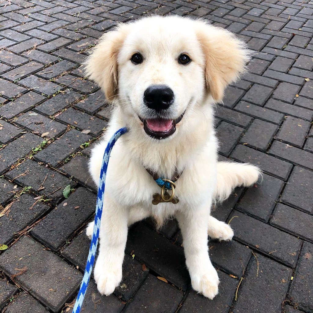 Dây xích MENDOTA PET - BRITISH STYLE SLIP LEAD 1m | Shopee Việt Nam