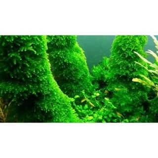 mini taiwan giá tốt Tháng 5, 2024 | Mua ngay | Shopee Việt Nam