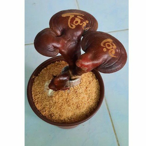 Cây Linh Chi Bonsai trưng tết (phúc lộc thọ) cây sống | Shopee Việt Nam