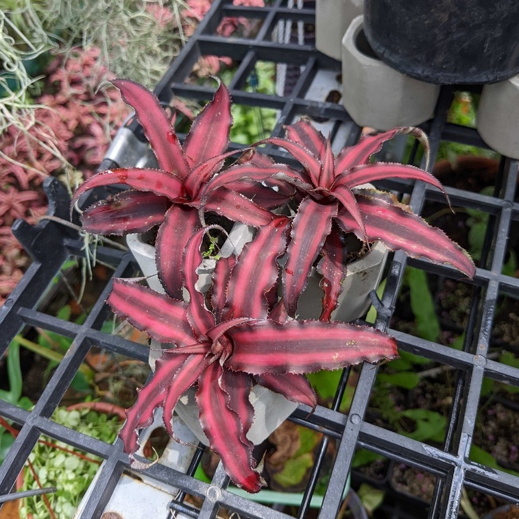 Cryptanthus Red Star, dứa phụng đỏ, dứa màu, bán cạn, trang trí tiểu ...