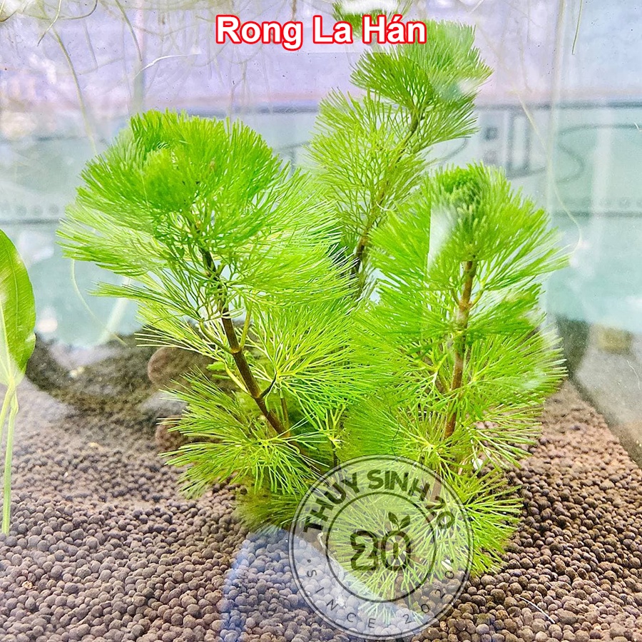 [5 Nhánh] Rong La Hán cây thủy sinh | Shopee Việt Nam
