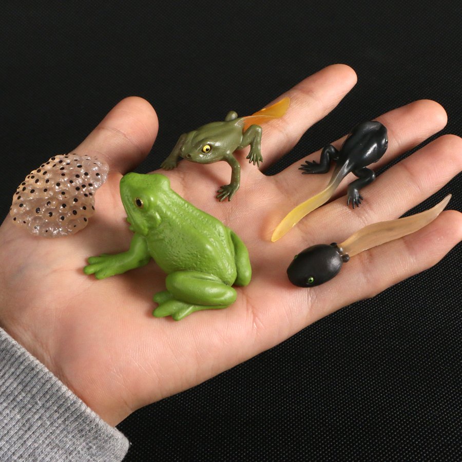 Mô hình vòng đời của ếch - Frog Life Cycle | Shopee Việt Nam