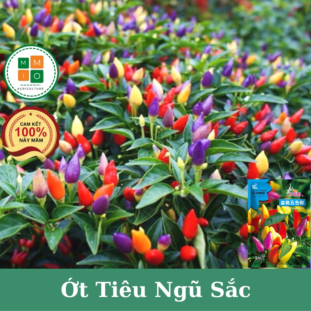 Hạt giống ớt tiêu ngũ sắc siêu quả | Shopee Việt Nam