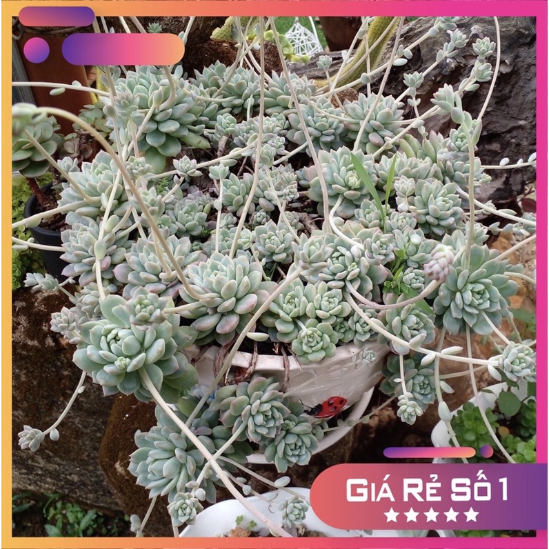 sen đá dù hồng, size bầu, sen đá Đà Lạt | Shopee Việt Nam