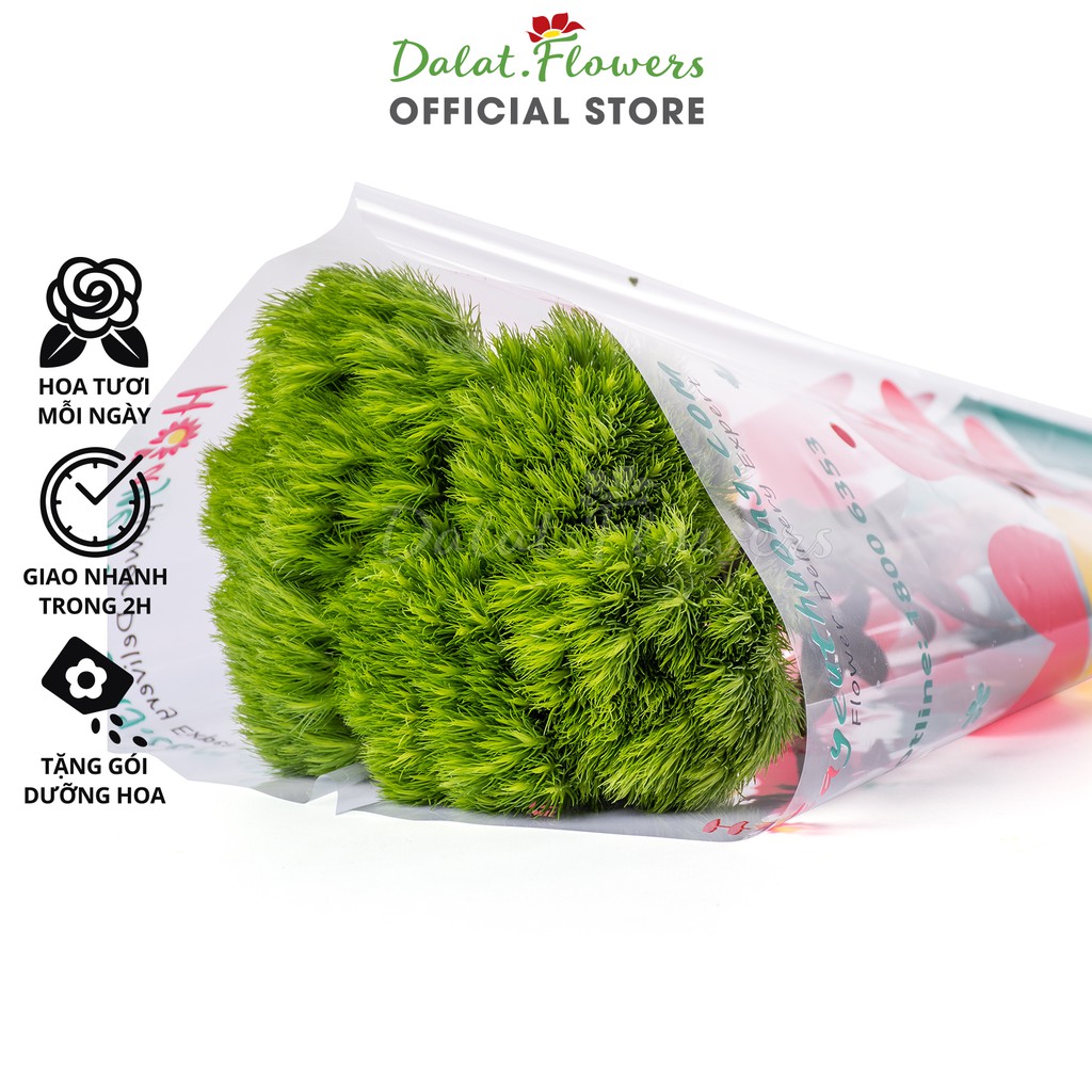 Green Wicky (5 cành) - Hoa tươi cắm trang trí nhà cửa, văn phòng ...