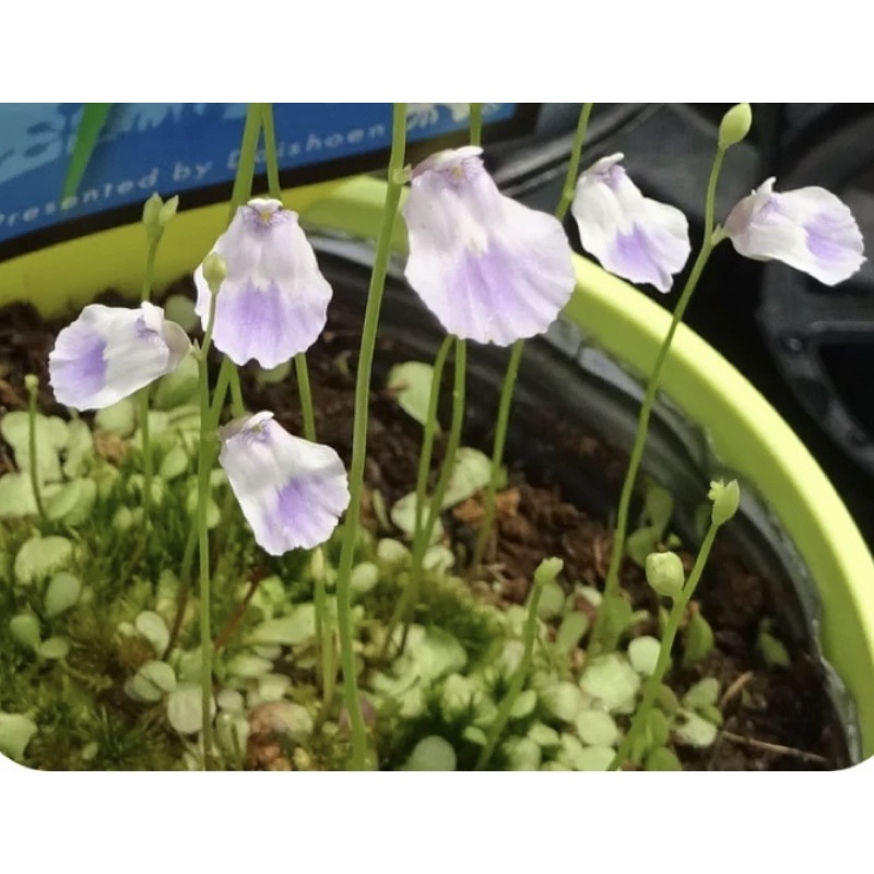 cỏ giấy livida, utricularia livida | Shopee Việt Nam