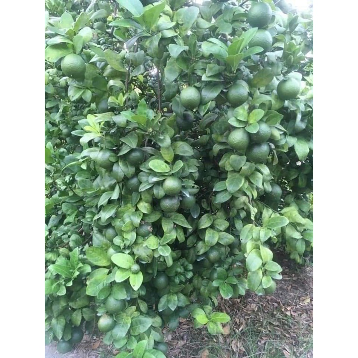 Cây giống Chanh Cao Sản ( SIÊU TRÁI NĂNG XUẤT CAO) | Shopee Việt Nam