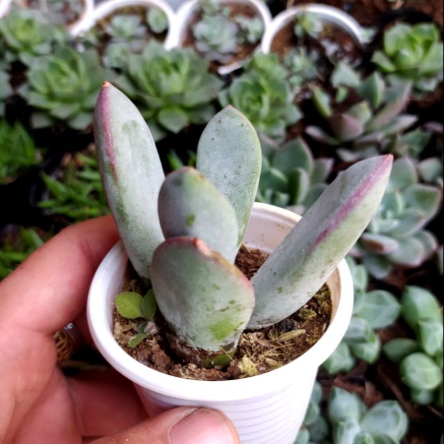 Sen Đá Tai Voi Size Nhỏ (4-7cm) | Shopee Việt Nam