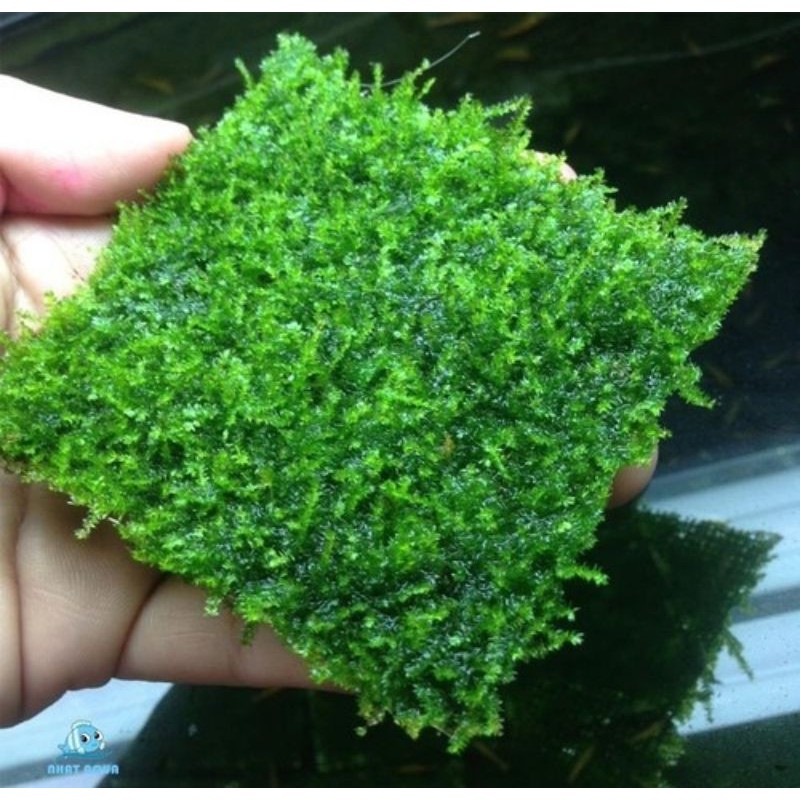 RÊU MINI TAIWAN vỉ 8x8cm siêu đẹp gắn gỗ lũa hoặc trải nền | Shopee ...