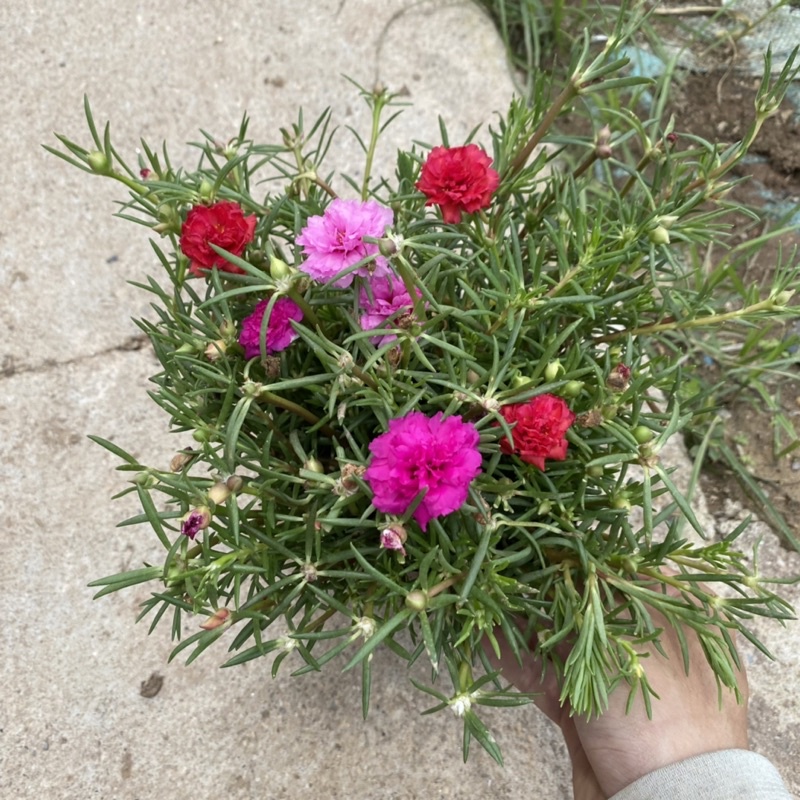 Cây hoa mười giờ thái mix màu trồng bịch đen xum xuê nhiều ngọn (Như ...