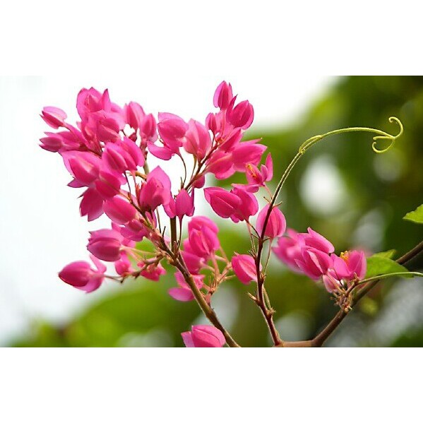 HẠT GIỐNG HOA TIGON HỒNG - 1 gói | Shopee Việt Nam