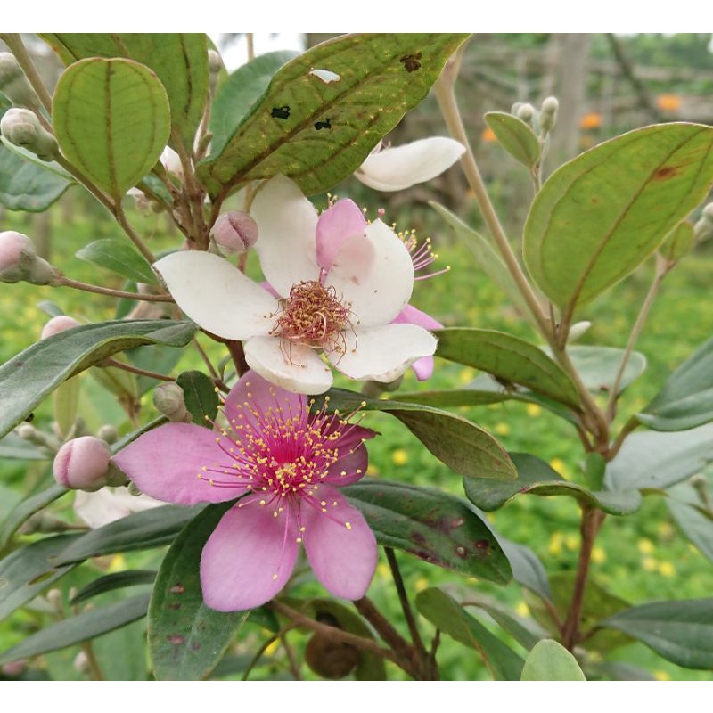 Cây hoa sim thân tree | Shopee Việt Nam