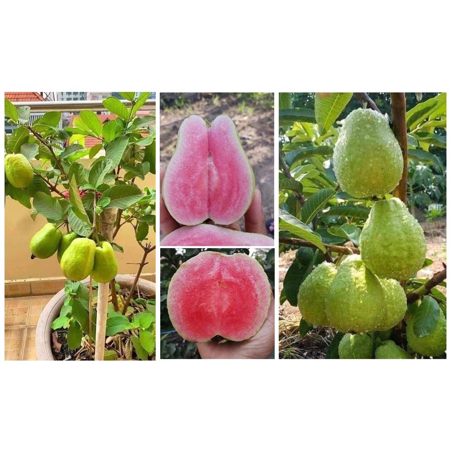 Cây ỔI Ruby Ruột Hồng | Shopee Việt Nam