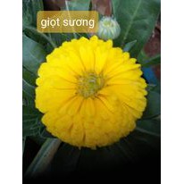100 hạt giống cúc su si | Shopee Việt Nam