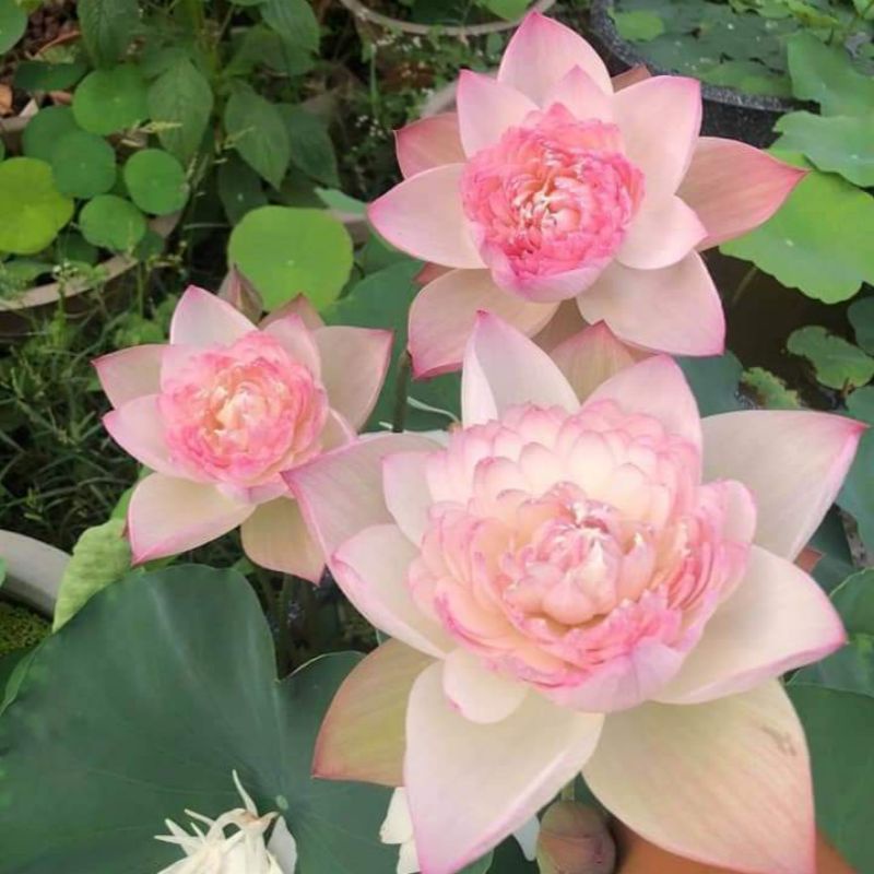 Củ Sen Super Lotus, Kỳ Lạ Hoa Sen Tự Đổi Màu | Shopee Việt Nam