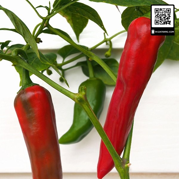[Bán sỉ] - Hạt giống ớt sừng đỏ cay nhẹ, chiều dài quả 10-14cm | Shopee ...