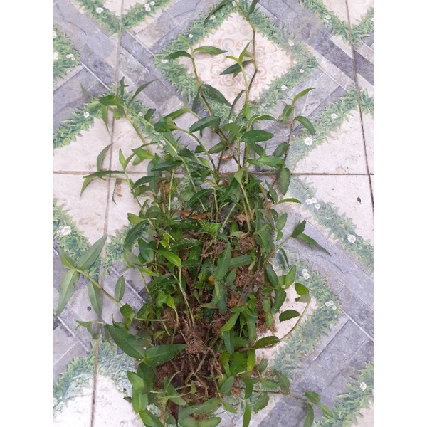 Cụm Cây giống rau trai / rau thài lài chứa rễ và bầu đất. Khoảng 20 ...