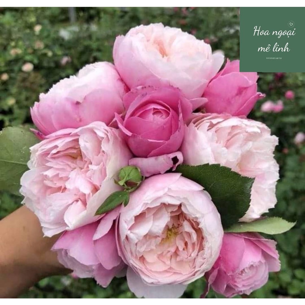 Hoa hồng ngoại Plume Rose cánh cúp trứng siêu to-Hoangoaimelinh ...