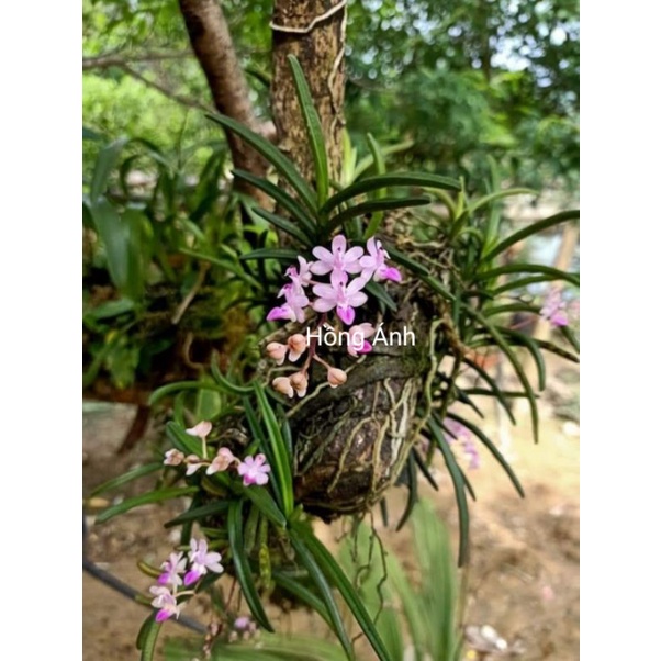 Lan tiểu anh hùng thơm (cây nhỏ) | Shopee Việt Nam