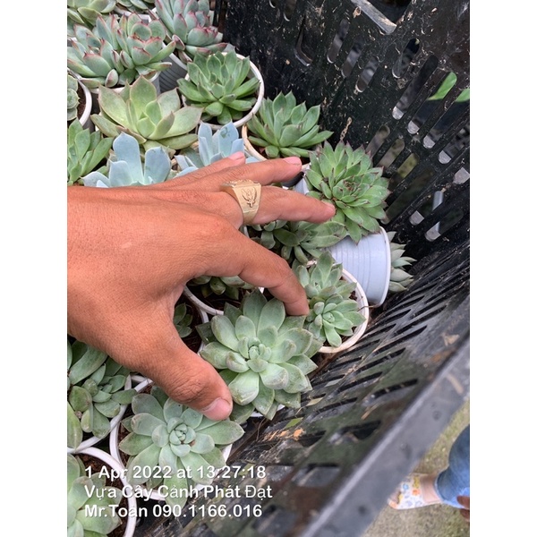 Sen đá mini ( size trung ) | Shopee Việt Nam