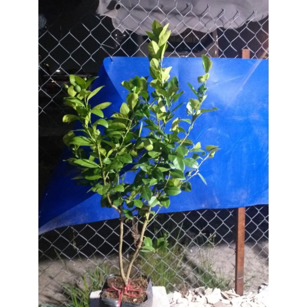 Cây chanh ta (đã có trái) | Shopee Việt Nam