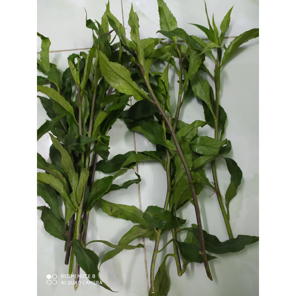 Rau Rừng (Rau Lủi) | Shopee Việt Nam