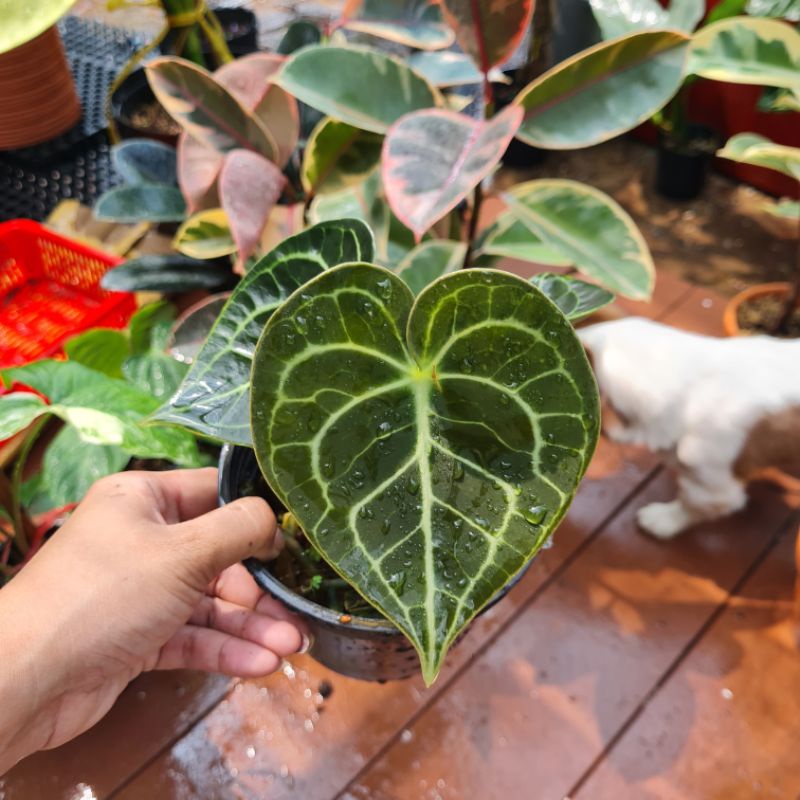 Cây lá trái tim/ Anthurium Clari dark | Shopee Việt Nam