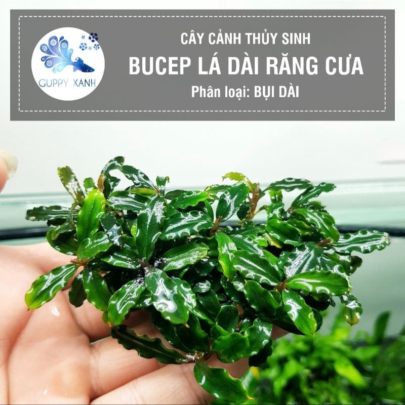Bucep phantom, bucep vĩ, bucep lá tròn. Loại cây không cần nhiều co2 ...