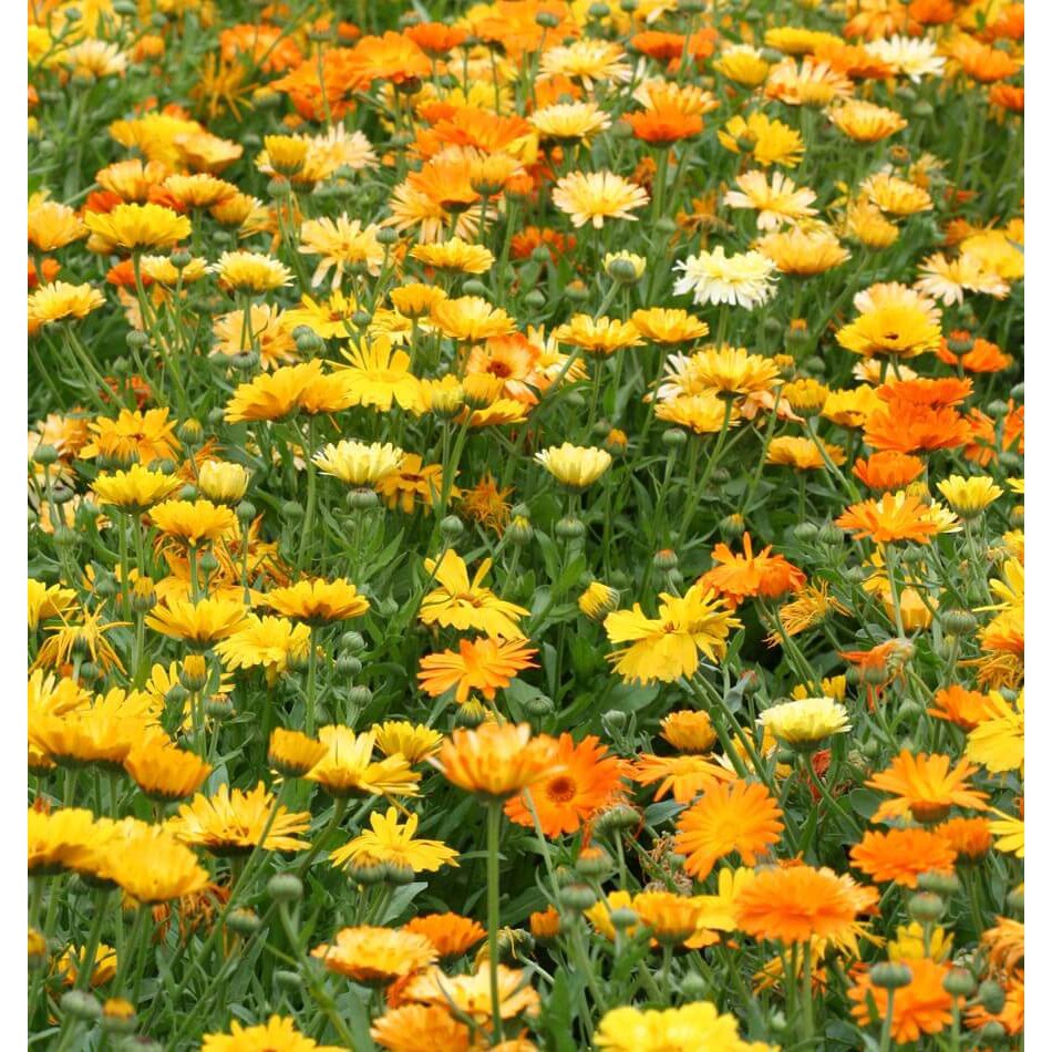 Hạt giống chất lượng cao Hoa cúc xuxi nhiều mầu 50h | Shopee Việt Nam