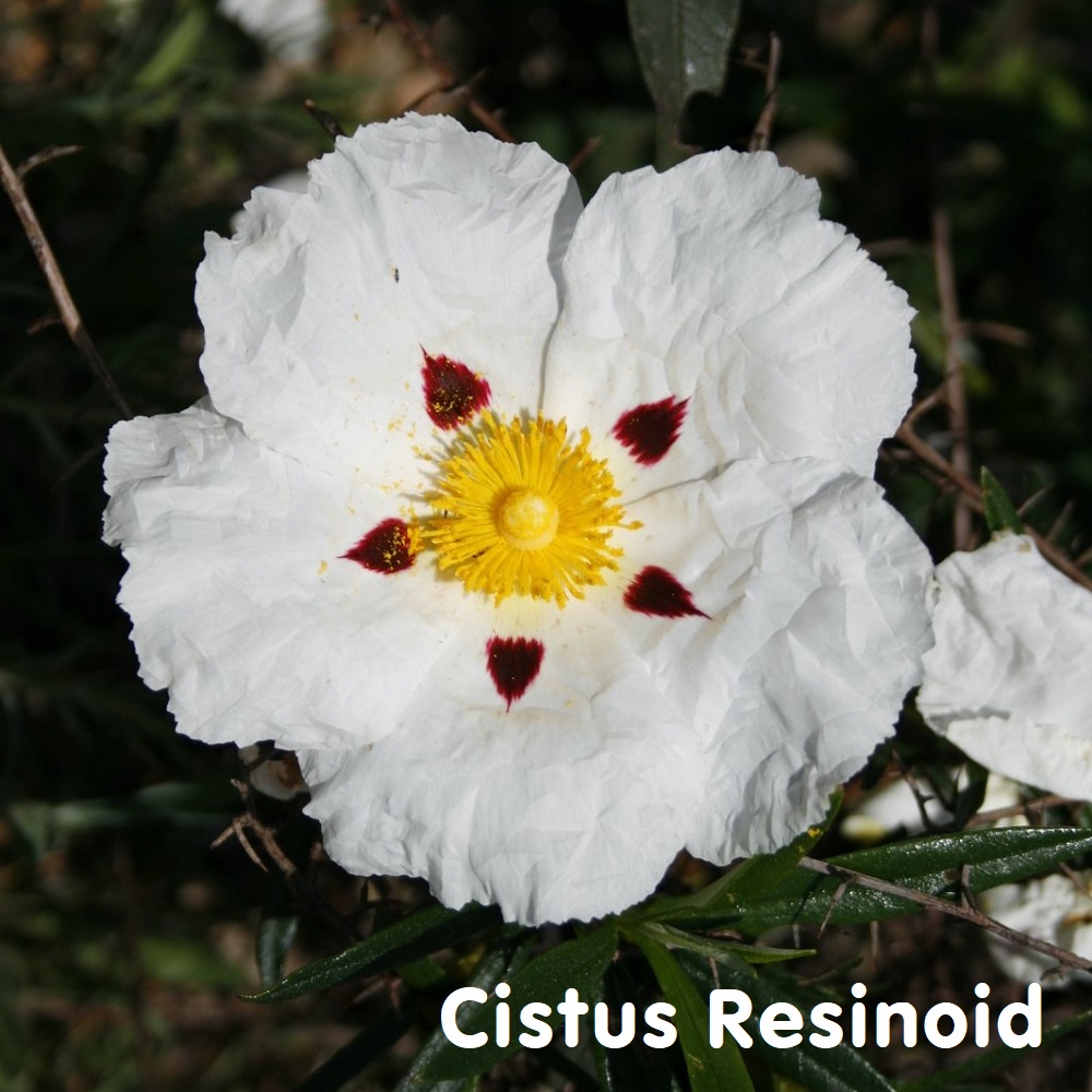 Tinh dầu hoa Labdanum Cistus dạng Resinoid (Rockrose) | Shopee Việt Nam