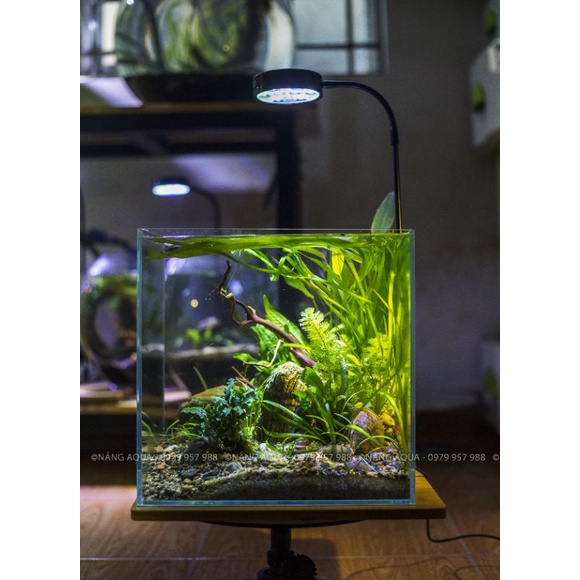 Bể kính siêu trong cubic 30 nhập khẩu | Shopee Việt Nam