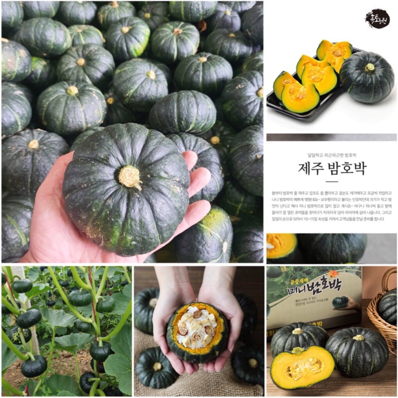 Hạt giống Bí ngô mini Kabocha_Bí hạt dẻ, siêu trái | Shopee Việt Nam